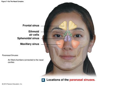 Maxillary Sinus