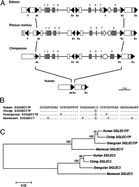 Inactivation Of Two Siglec Genes During Hominin Evolution A