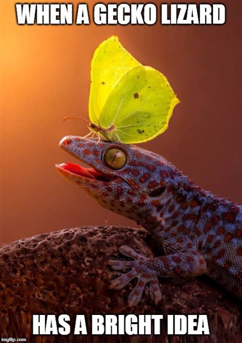 Gecko Leopard Memes