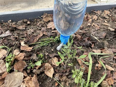 Simple Drip Irrigation System Using Plastic Bottles In Greenhouse Stock Image Image Of Garden