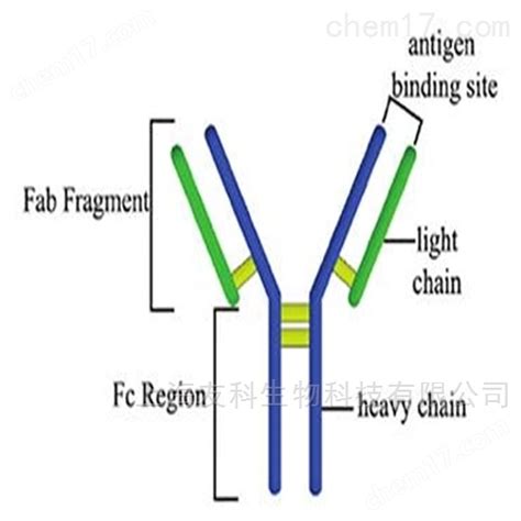 Yksm 2002 蛋白 —单克隆抗体（经济型） 化工仪器网