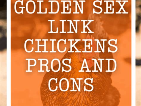 Red Sex Link Chickens Pros And Cons