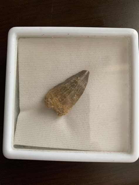 Need Help With Identifying The Tooth And If Its Real Rfossils