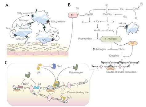 The Physiological Process Of Primary And Secondary Haemostasis A