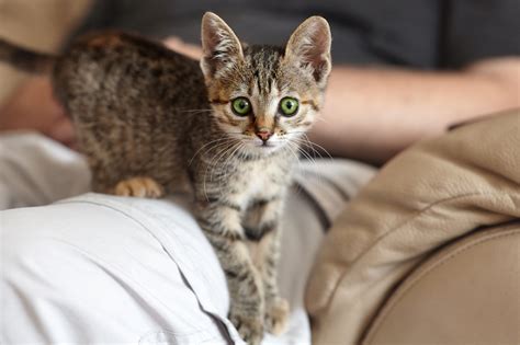 Cat Care For Beginners 7 Steps To A Great Start Union Lake Blog