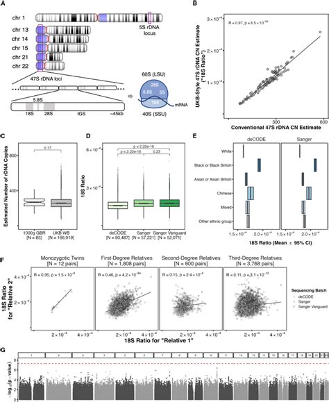 Ribosomal Dna Copy Number Variation Associates With Hematological Profiles And Renal Function In