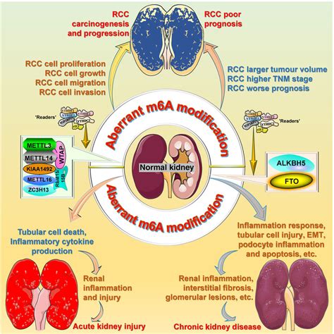 overview of the effects of regulator‐mediated m⁶a modification on the