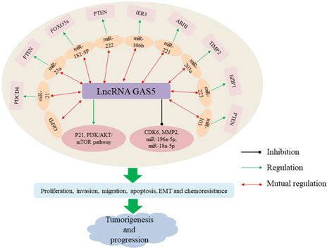 Long Non‑coding Rna Gas5 In Human Cancer Review