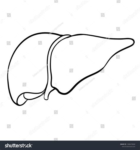 Human Liver Vector Line Icon Isolated Stock Vector Royalty Free 1288478068 Shutterstock