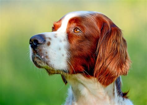 Irishredwhitesetter004