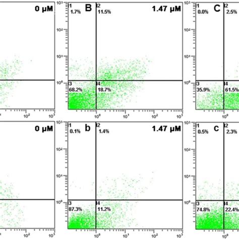 Apoptosis Assay Using Flow Cytometry Of SW480 And SW620 After