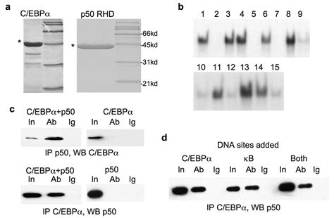 C Ebp Alpha Antibody Ma1 825