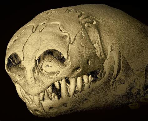 Not Science Fiction — This Bizarre Worm Lizard Is Like The Dune Sandworm But Weirder Lifeboat