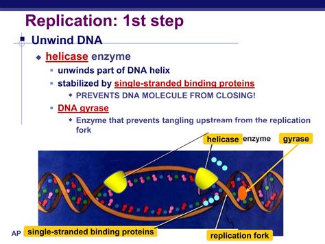 Dna Replication 2014 Ppt Ppt