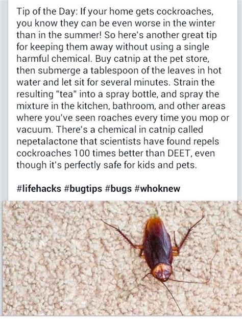Catnip To Get Rid Of Cockroaches Photo Only In Useful Life Hacks Simple Life Hacks