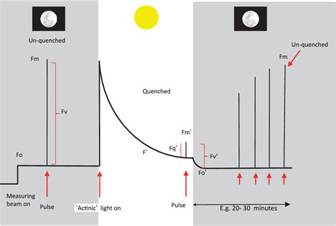 [pdf] Chlorophyll Fluorescence Analysis A Guide To Good Practice And Understanding Some New