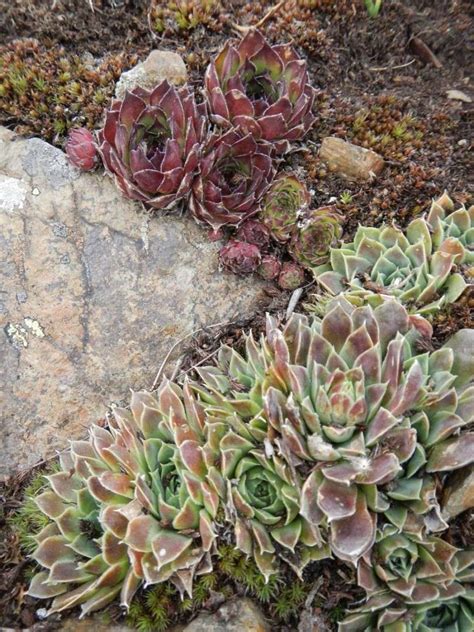 Dscn Servimg Com Free Image Hosting Service