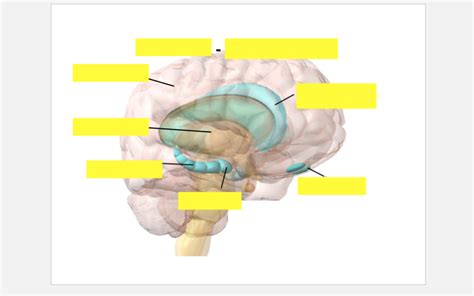 Neuroscience 3 Diagram Quizlet