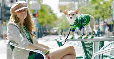 Why Are Chihuahuas So Aggressive? What to Know About Them