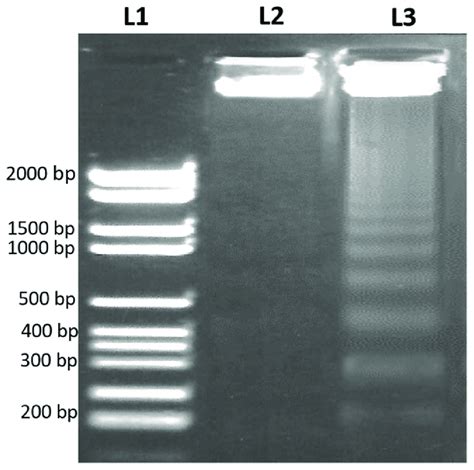 Dna Fragmentation Assay By Agarose Gel Electrophoresis To Examine Download Scientific Diagram