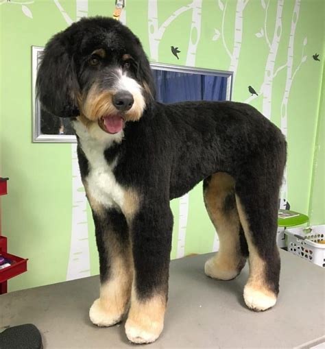 Best Types Of Bernedoodle Haircuts With Pictures 2024 Artofit