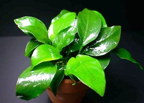 Анубиас (Anubias) | виды, содержание, размножение