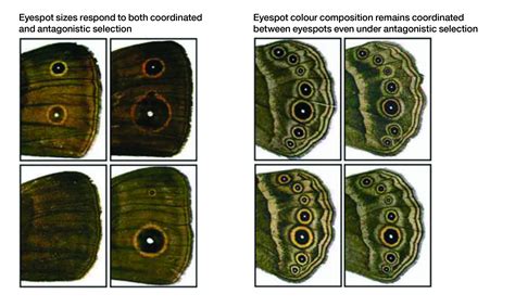 About The Ees Extended Evolutionary Synthesis