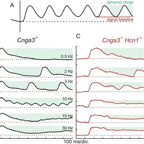 Rod Flicker Erg Under High Mesopic Conditions A Steady State Flicker Download Scientific
