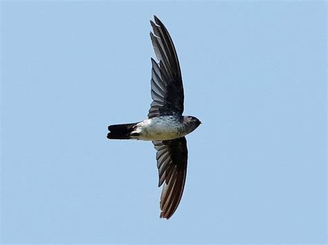 Glossy Swiftlet Ebird