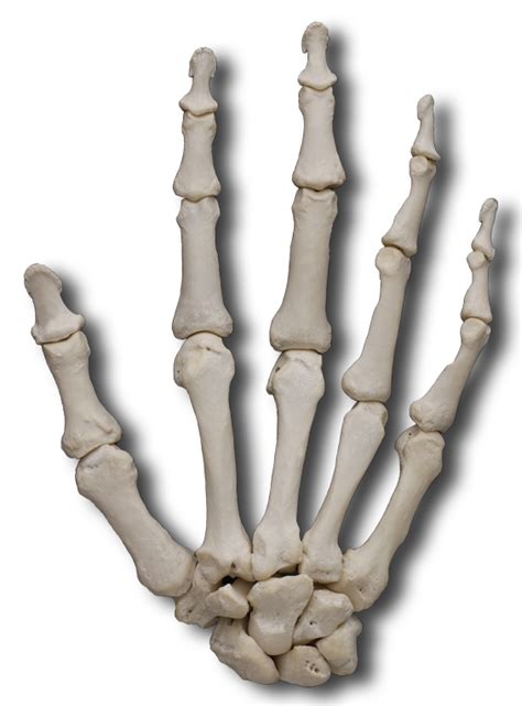 Metacarpals Anatomy