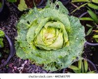 Cabbage Detection Object Detection Dataset And Pre Trained Model By Penulisan Ilmiah Dataset