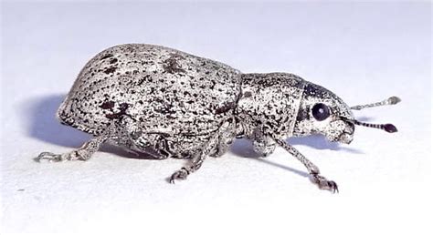 Grey Beetle Ericydeus Lautus Bugguide Net