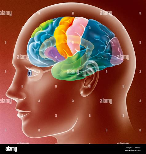 Primary Auditory Cortex Primary Auditory Cortex