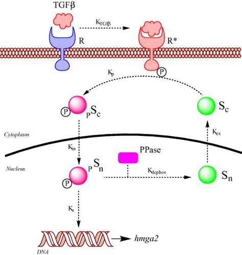 Modeling Tgf β Signaling Pathway In Epithelial Mesenchymal Transition Aip Advances Aip