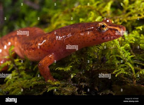 Northern Spring Salamander Gyrinophilus Porphyriticus Native To The