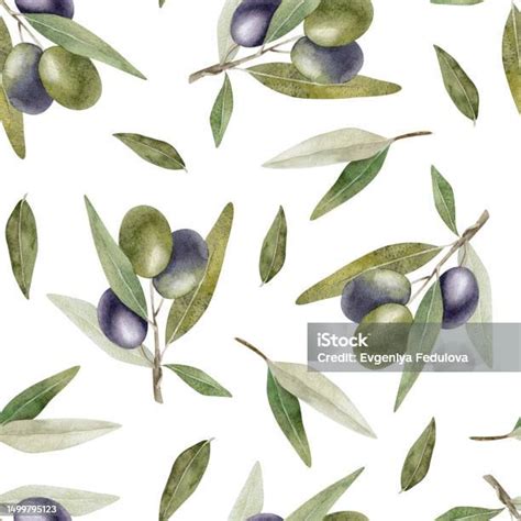 올리브 가지 잎 및 과일 수채화 원활한 패턴입니다 흰색 바탕에 올리브 직물 포장지 스크랩북 제품 포장 디자인 잔가지에 대한 스톡 벡터 아트 및 기타 이미지 Istock