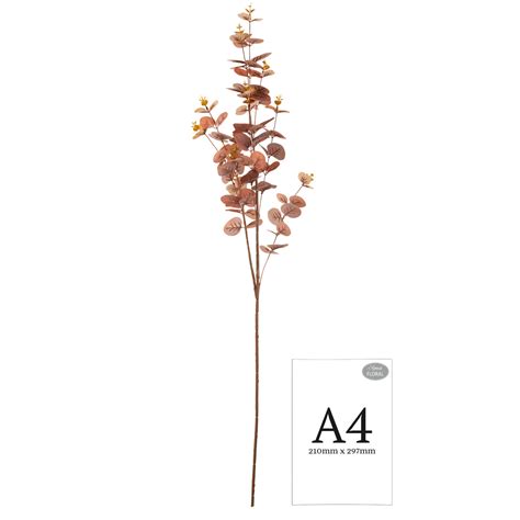 Eucalyptus Stem Brown Eleganzafloral