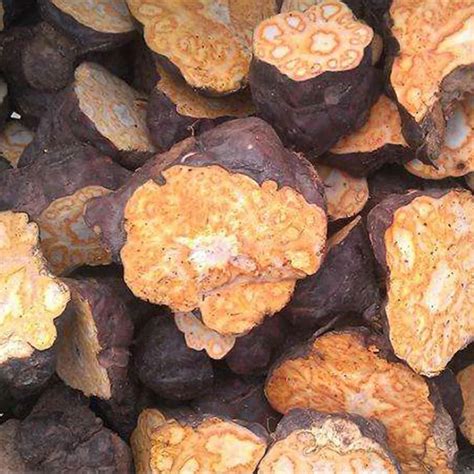 Chinese Polygonum Multiflorum Extract Manufacturers