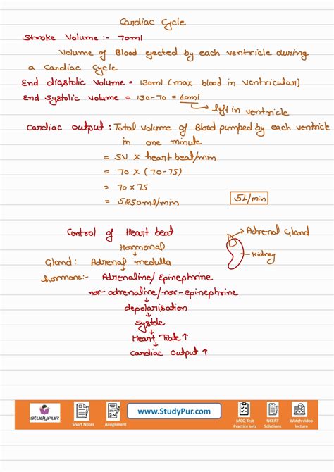 Body Fluids And Circulation Notes Class 11 Studypur
