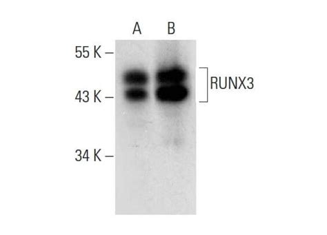 Runx3 Antibody A 3 Scbt Santa Cruz Biotechnology