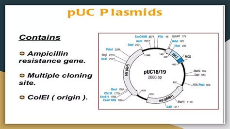 A Seminar Topic On Cloning Vector By Goutam Ppt