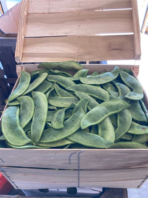 Lima Bean Seed Packet Of 50 Redemption Farms