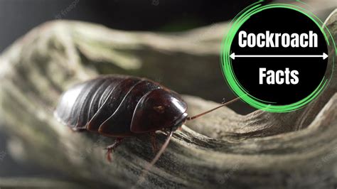 How To Get Rid Of Tree Roaches A Complete Visual Guide The Cockroach Facts How To Get Rid Of Tree Roaches A Complete Visual Guide The Cockroach Facts