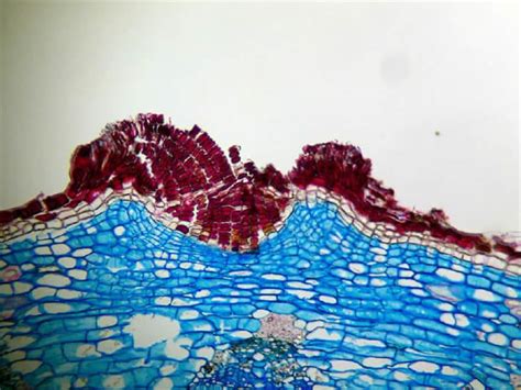 35 Stunning Examples Of Photomicrographs