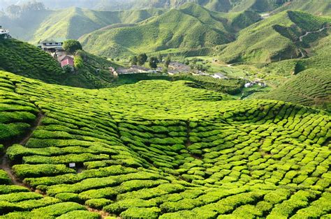 The Ultimate Guide To The Cameron Highlands Malaysia 2025