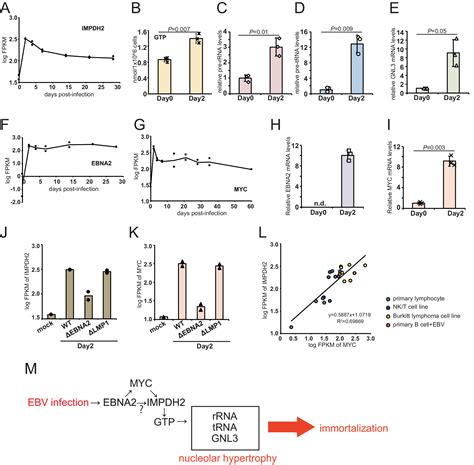 Growth Transformation Of B Cells By Epstein Barr Virus Requires Impdh2 Induction And Nucleolar