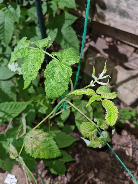 Whats Wrong With My Raspberry Rplantclinic