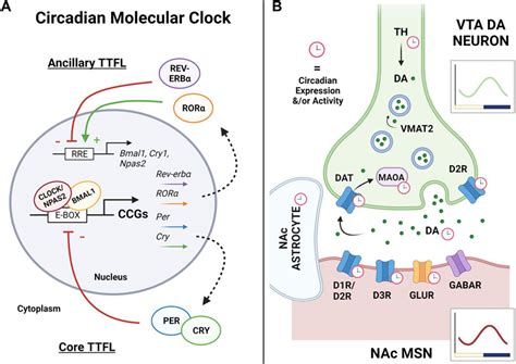 Nucleus Accumbens Dopamine
