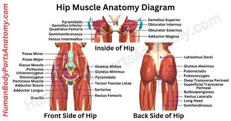 hip muscle anatomy complete guide with parts names and diagram