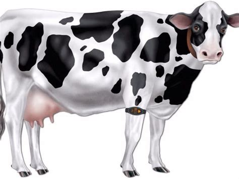 Cowbit Fitbit For Cows Raspberrypi Piday Raspberrypi Adafruit